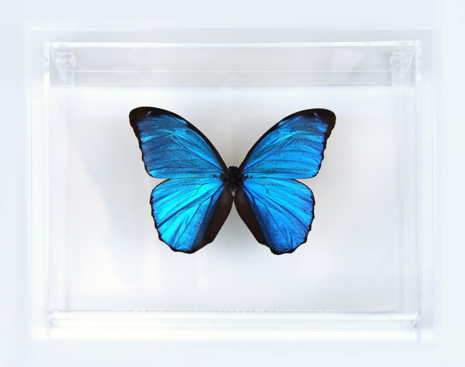 Menelaus Blue Morpho – Butterfly World